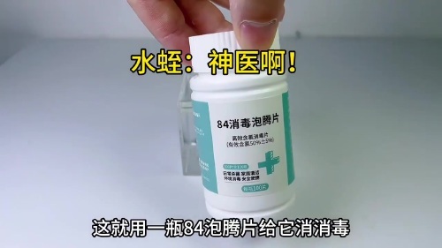 把几颗84泡腾片丢入水蛭缸里,水蛭狂吐不止!