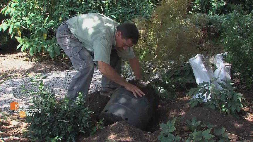 基弗园林苗圃的基弗示范如何种植树木