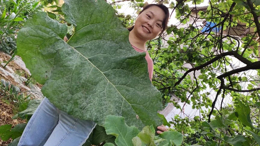 谷雨节后四川德阳农村的田园风,有宽大叶子的牛蒡子绿油油的玉米