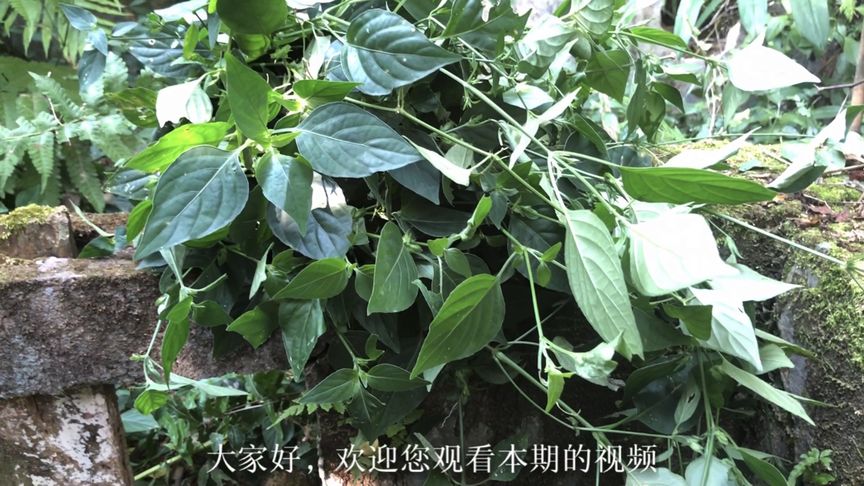 容县的土偏方,路边青节节花陈皮一起煲水,加入蜂蜜,清热解毒