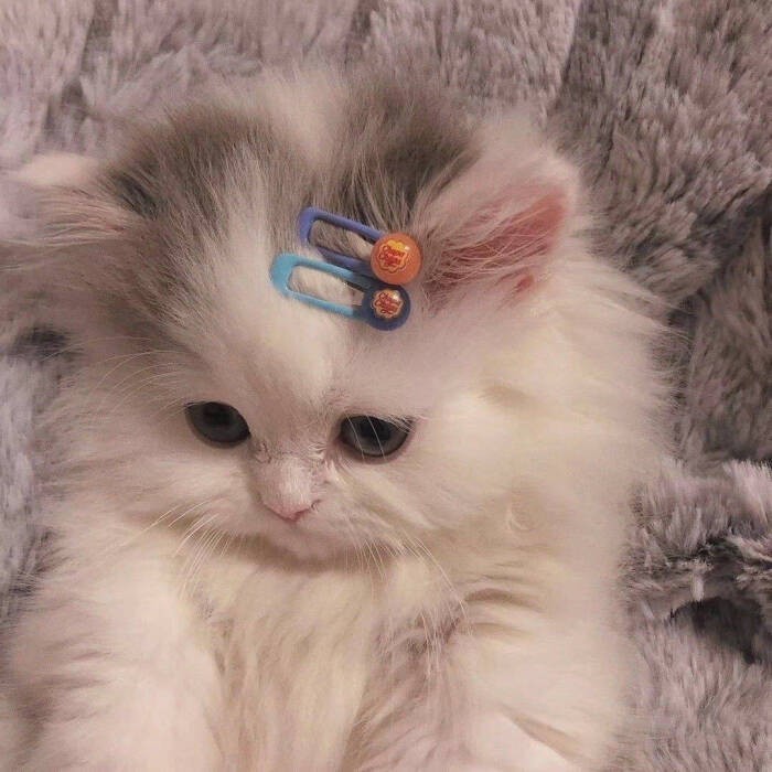 狸猫mv音乐