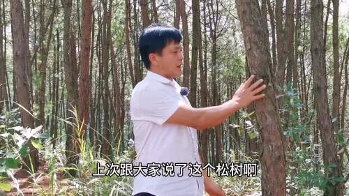 松针茶不只是味道清香甜美,还可以用来煮水洗头,你用过吗?