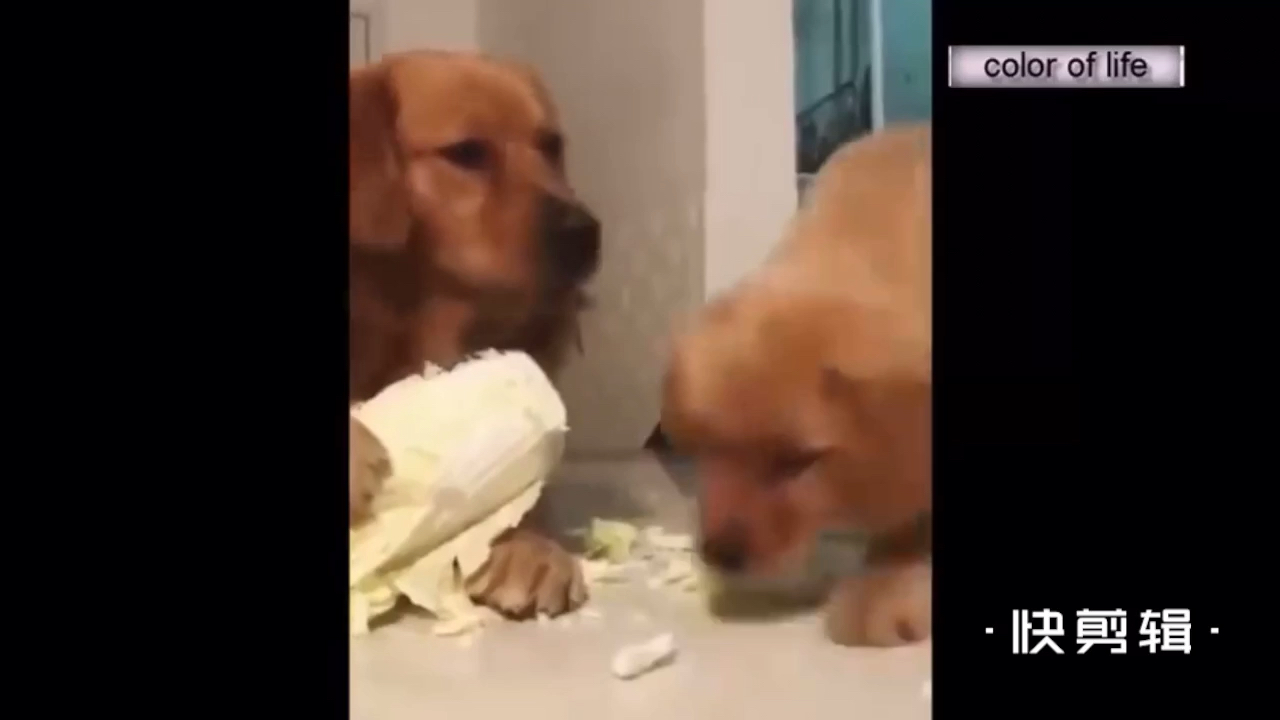 超级萌萌的狗狗视频! 适合给小朋友看