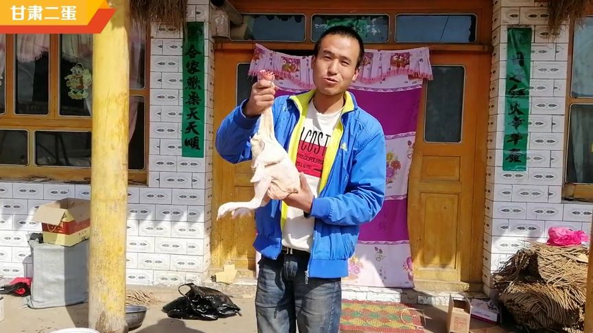 农村小伙改善伙食,用自家当归炖老母鸡做法简单,功效却不少。