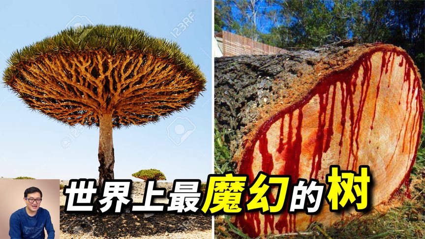 树干会流血,树冠像外星飞碟,世界上最魔幻的树——龙血树