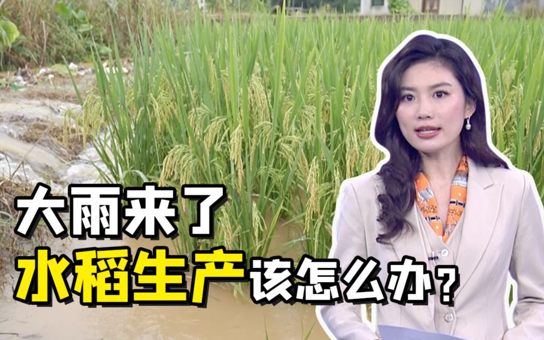 聚焦三农丨大雨来了,水稻生产该怎么办?