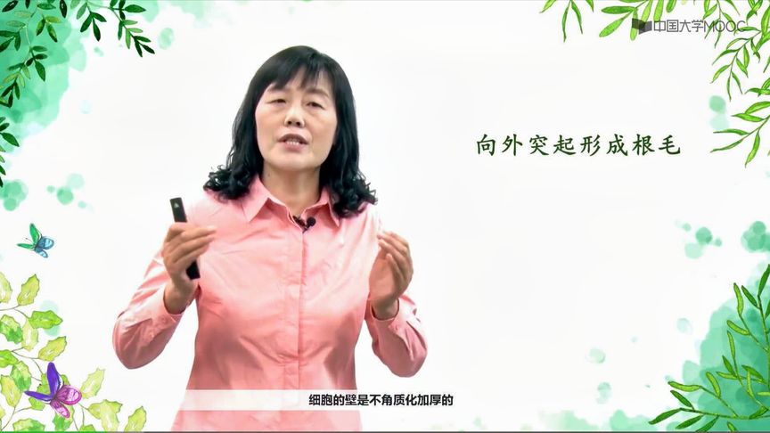 【中国药科大学】药用植物学:17.根-双子叶植物根的初生结构