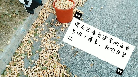 银杏树下白果一堆,拾到桶里带回家里,剥皮抽筋,只要里仁。