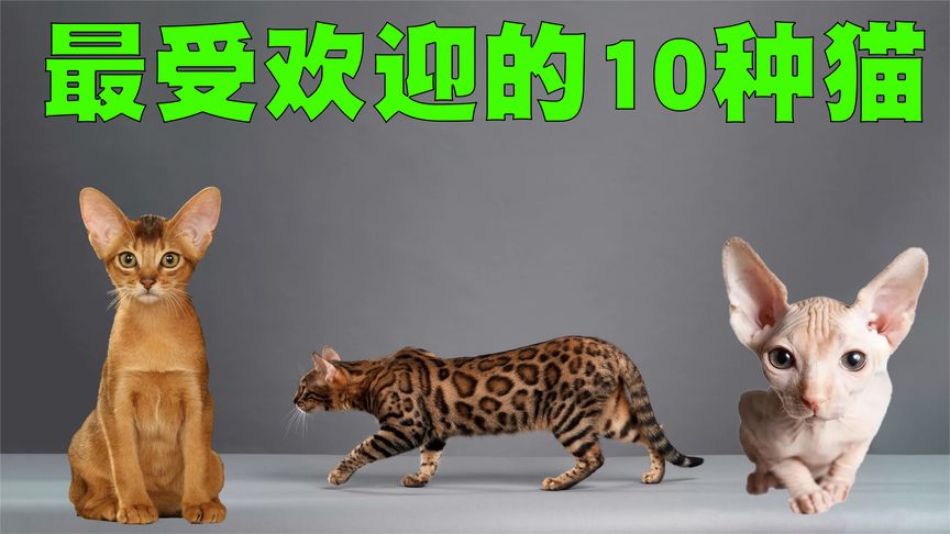 全世界最受欢迎的10种猫咪排行榜,第一名的猫咪我们都养过!