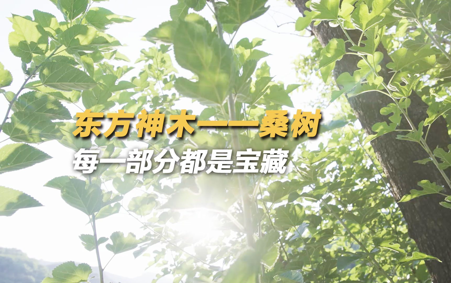 【采药记】“浑身是宝”的东方神木——桑树