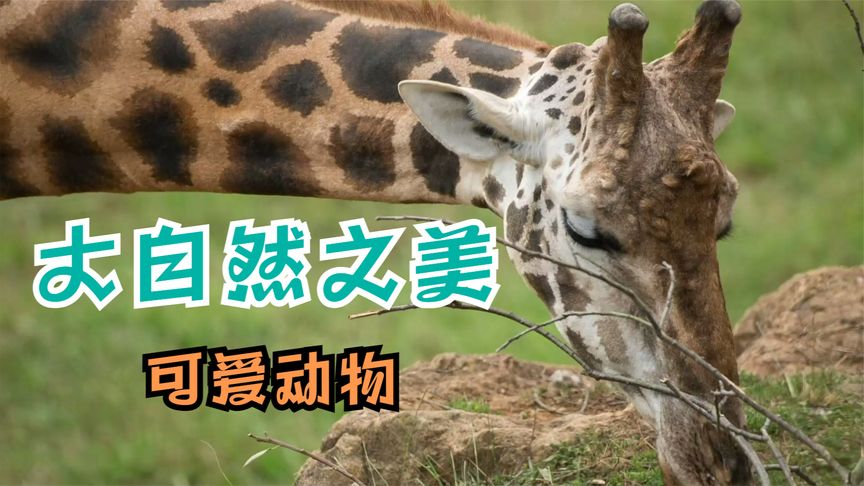 动物的形态多种多样,它们的动作也是千奇百怪。