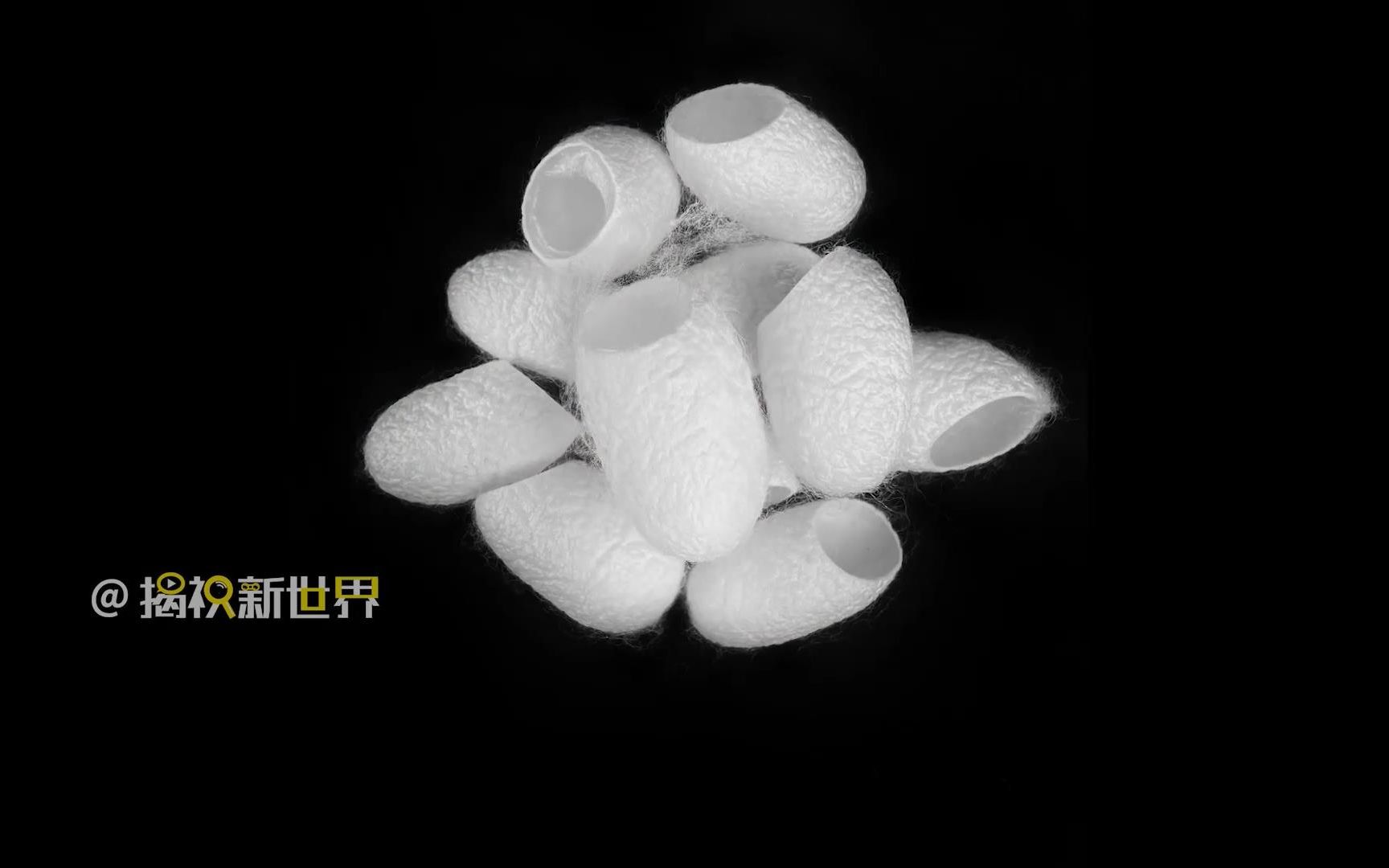 【蚕茧】一般是做蚕丝制品,你还知道它还能怎么用吗?