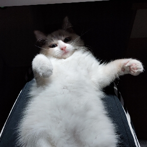 从此簟纹灯影 