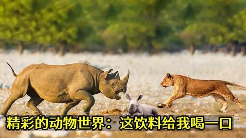 精彩的动物世界:这饮料给我喝一口!场面值得一看哦