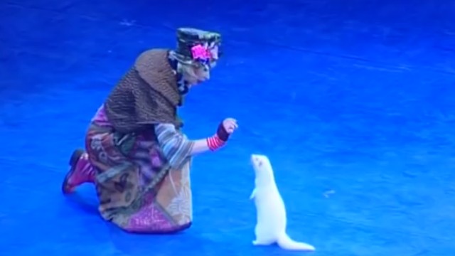 马戏团小动物表演合集【小羊】【小猪】【白化鼬科】