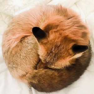 有只狐狸叫千里 