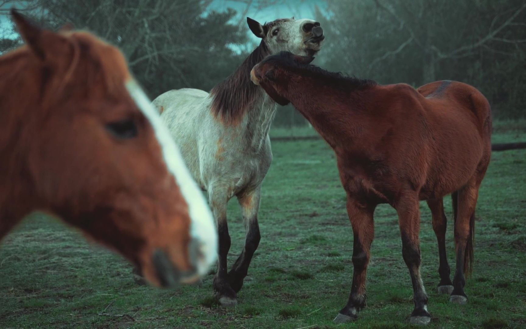 奇妙动物世界马