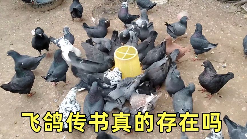 古人与鸽子的故事,带你解开飞鸽传书的秘密