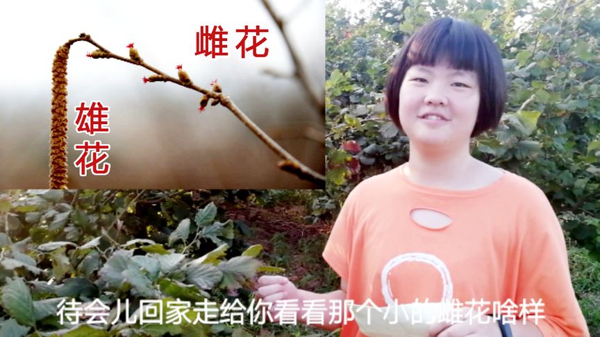 实拍:威海榛子收获季节,高二学生前来了解榛子树开花结果的过程