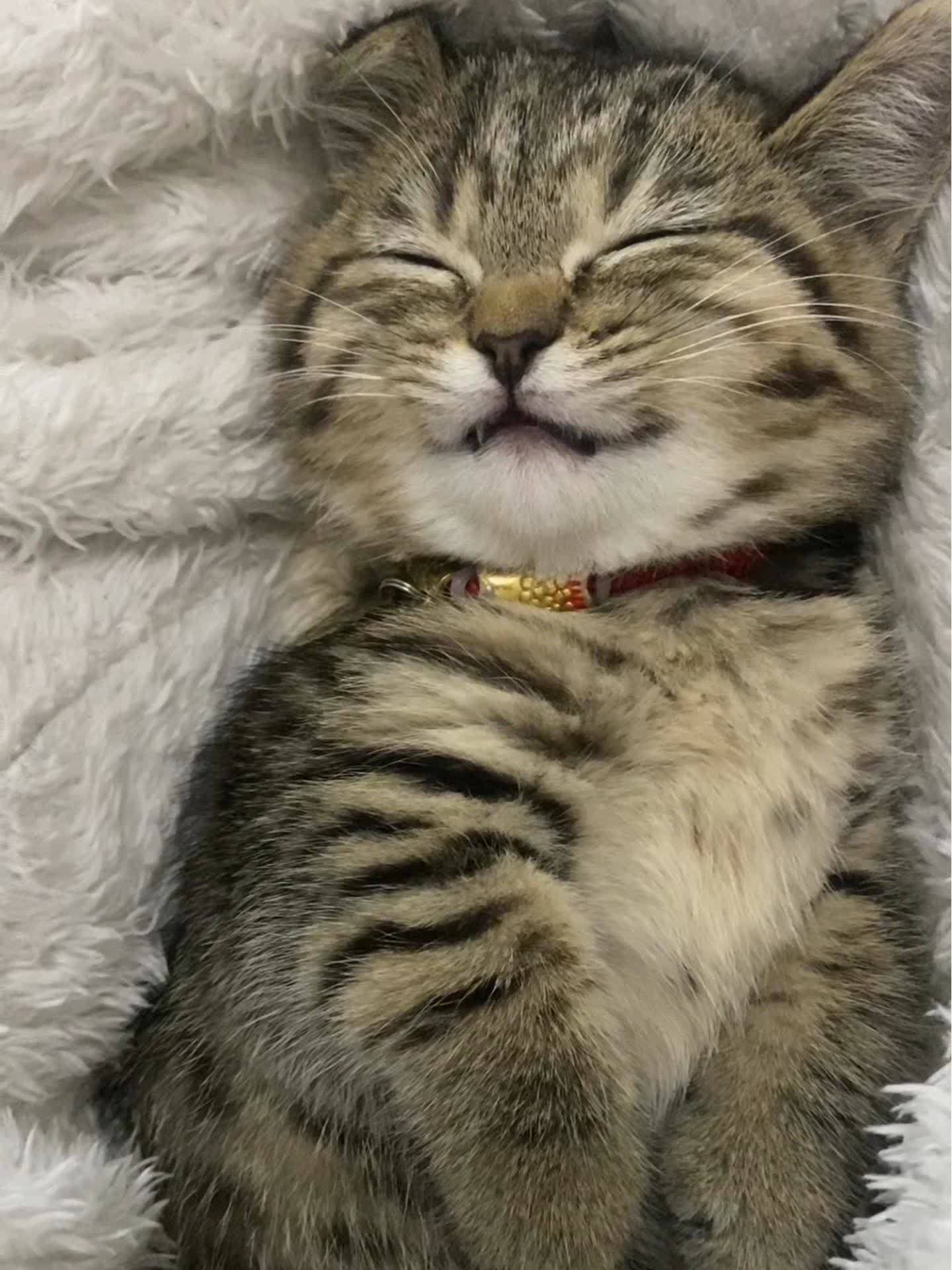 ...鼻噶被迫营业的猫猫 人类幼崽迷惑行为大赏 萌宠出道计划 小猫咪怼脸