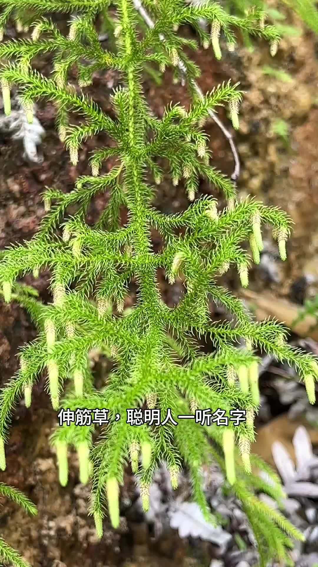 伸筋草又叫石松,它全身毛茸茸的,村民喜欢采回来烧水泡脚
