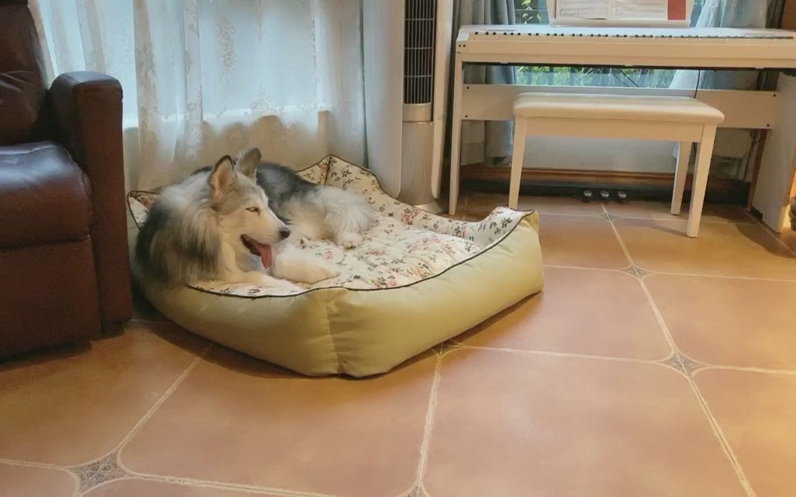 【老岳父】微博直播回放(10月14日)(非完整版,修复版)