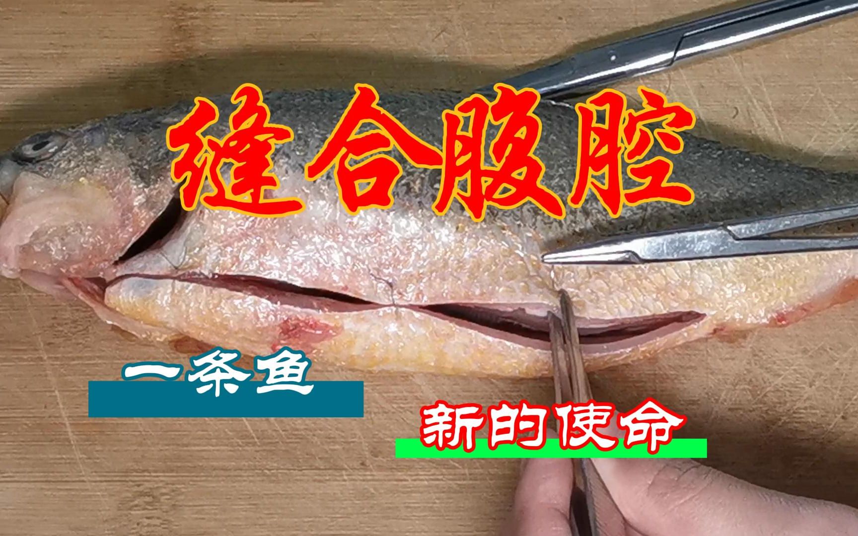手术中如何关闭腹腔?| 一条鱼新的使命