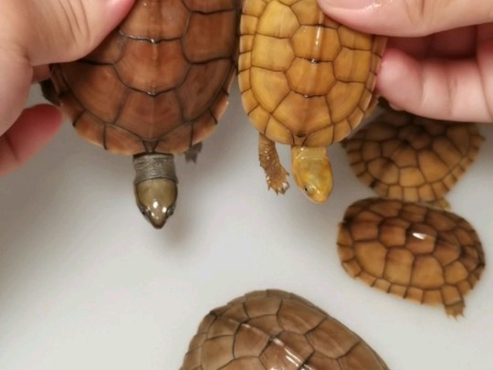 三连送龟 安徽皖南纯种小青龟 安徽皖南发货 黄喉拟水龟 小青龟 极品...