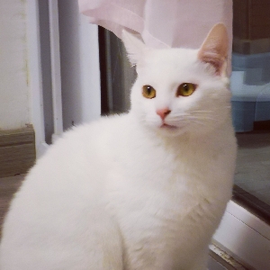 持之以恒的白白白 