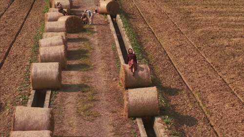 哈哈,水稻收割啦