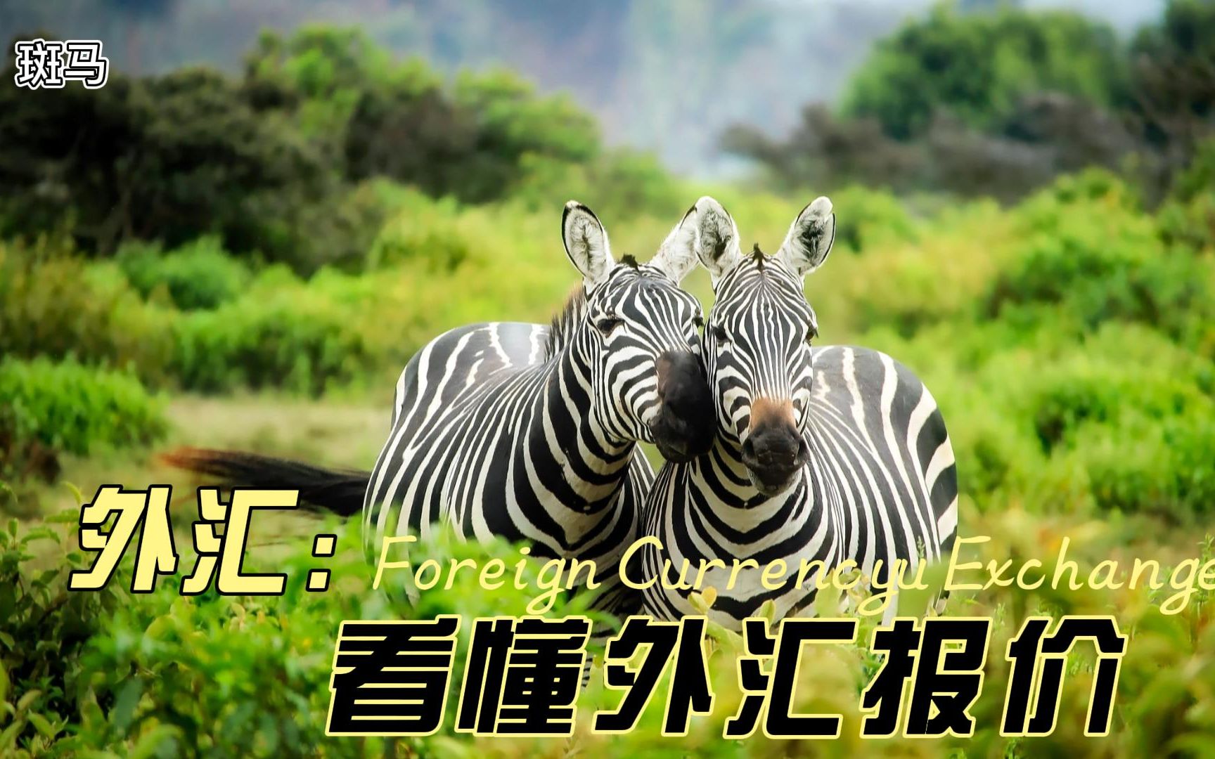 0010-看懂外汇报价