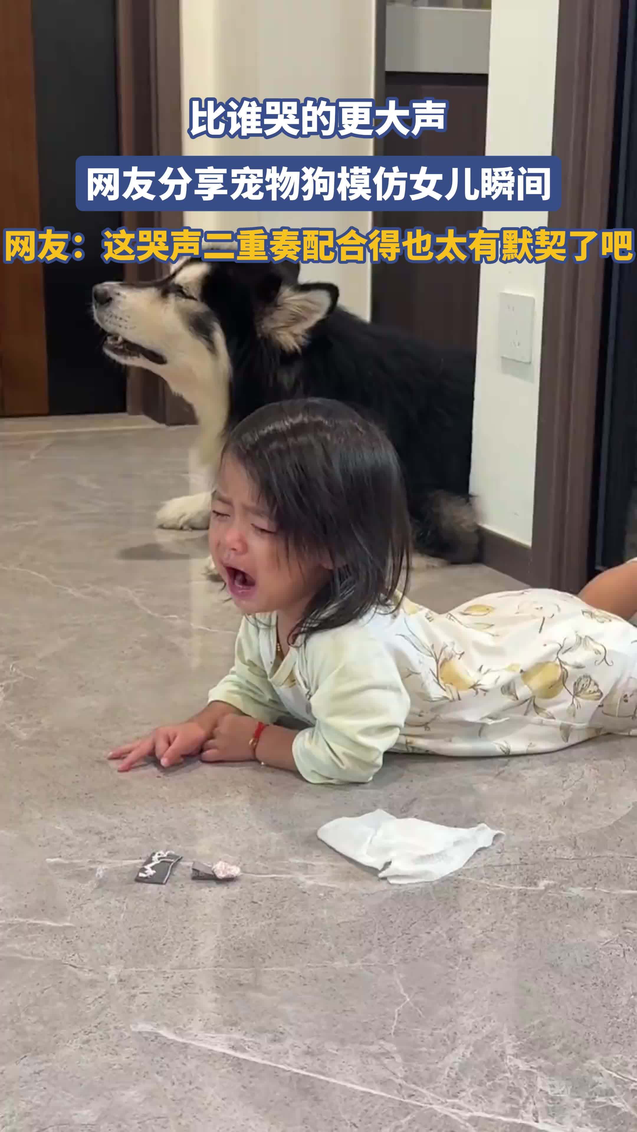 网友分享宠物狗模仿女儿瞬间,网友:这哭声配合得也太有默契