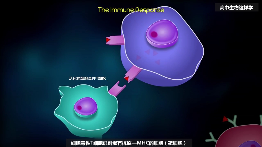 特异性免疫的详细过程【新教材】