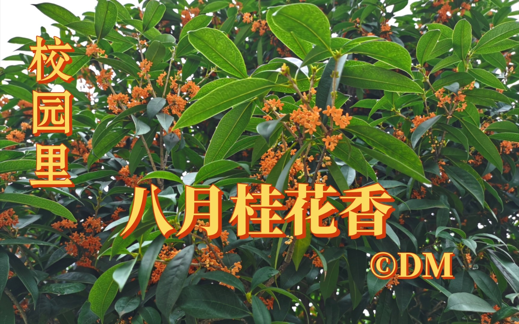 校园里的桂花开了又落,秋天来了。