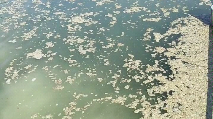水面漂浮物清除
