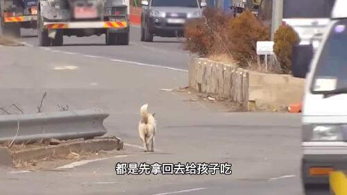 流浪狗妈妈街头含泪乞讨,背后原因让人心碎!