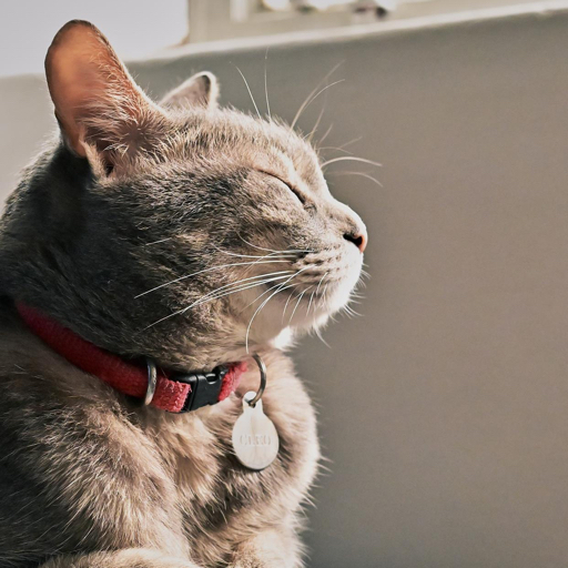 牙牙是只猫 