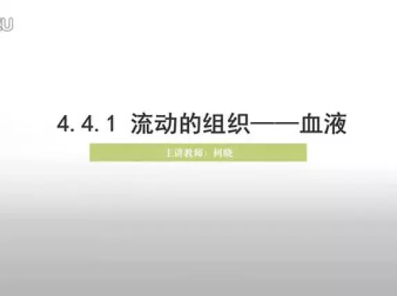 流动的组织血液