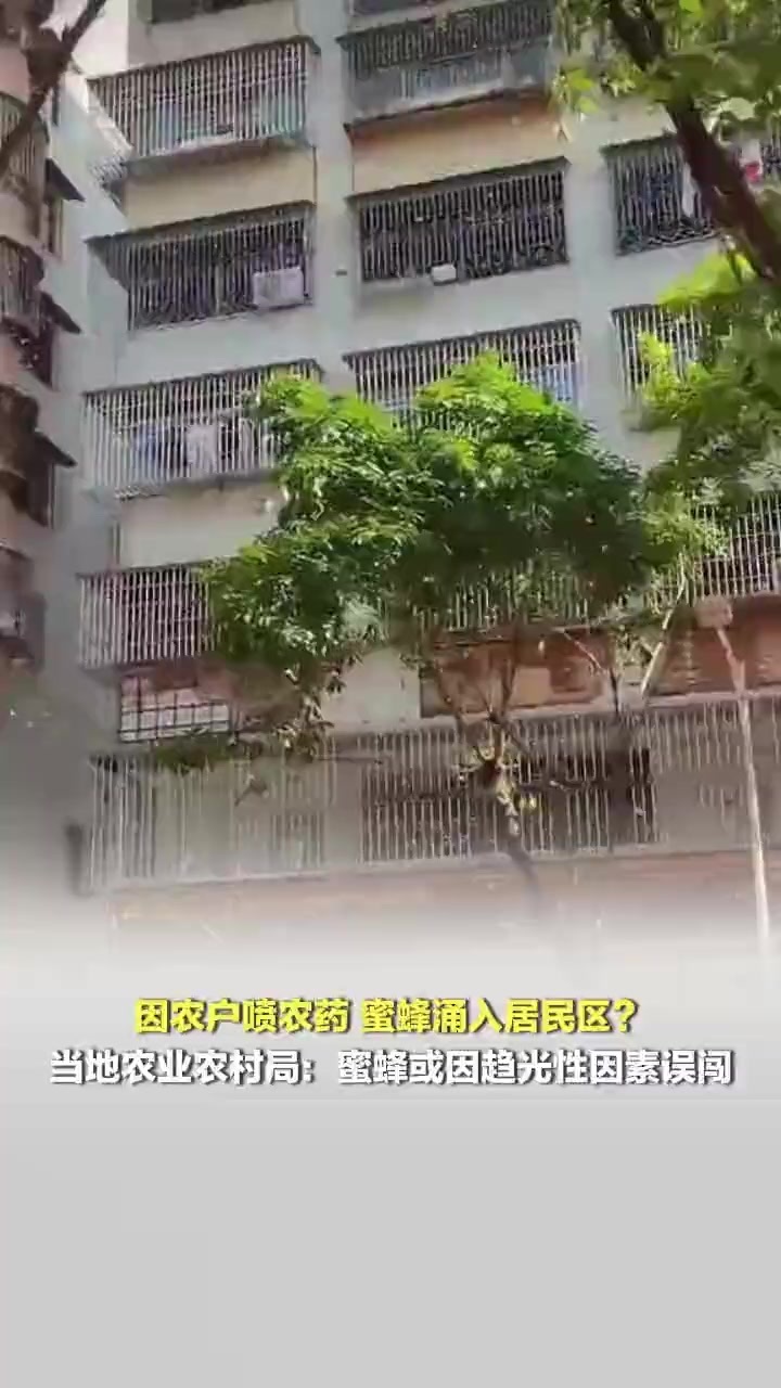 因农户喷农药致蜜蜂涌入居民区?当地农业农村局:蜜蜂或因趋光性因素...