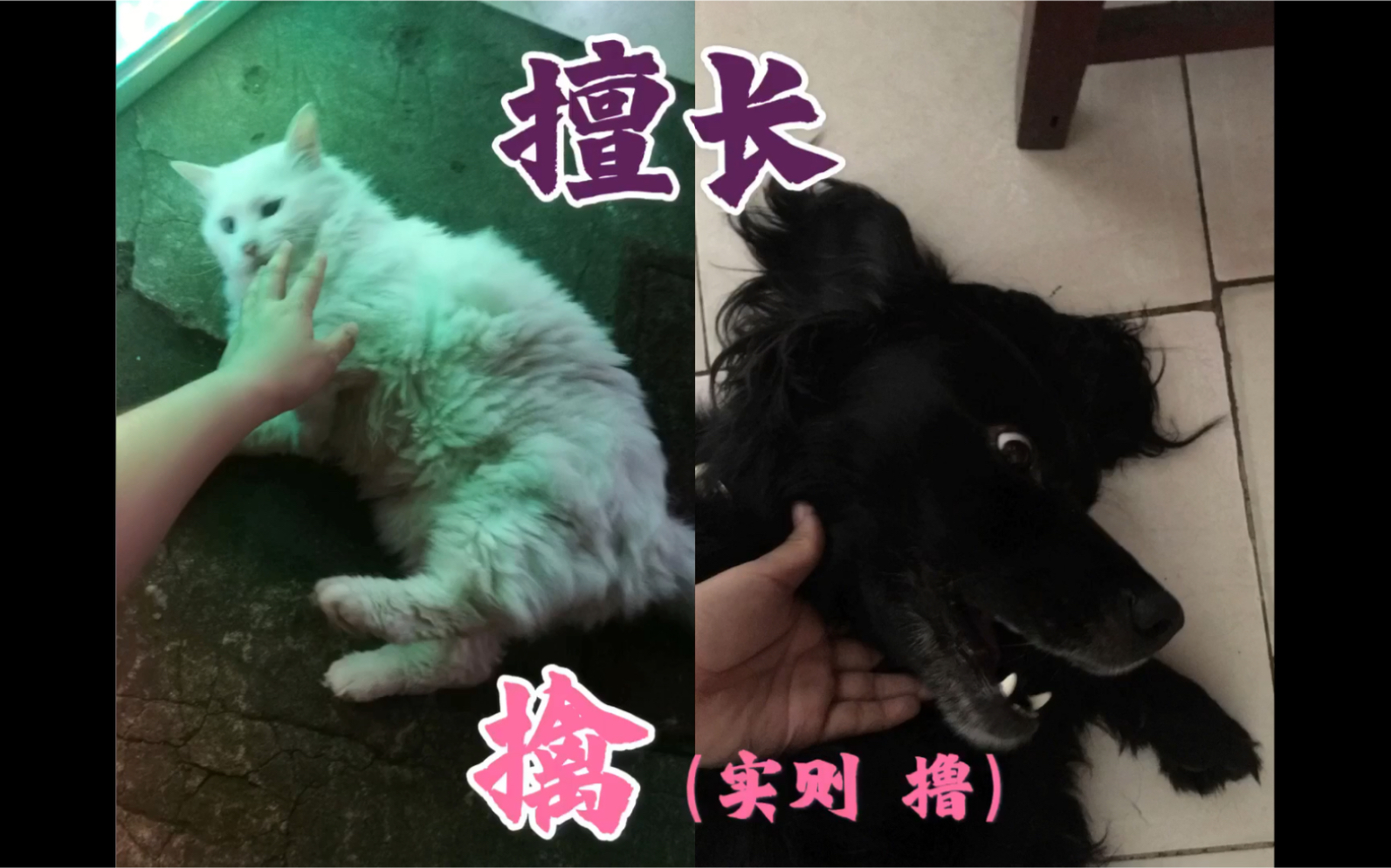当学校让你做个自我介绍的视频 而你在快截稿的时候才发现这个通知...