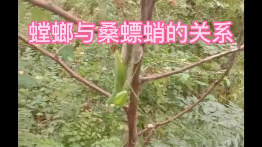 桑螵蛸的来源,他的作用是什么