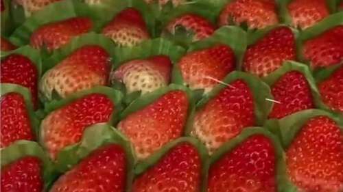 40元到400元草莓天价差!这钱到底差在哪?