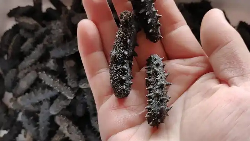 海参虽外貌丑陋,却蕴含丰富营养,养生价值极高