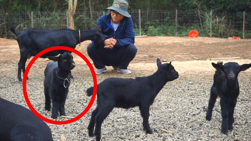 母羊被狗咬死后,小羊就变得抑郁了,主人拿出纸巾给它擦鼻涕