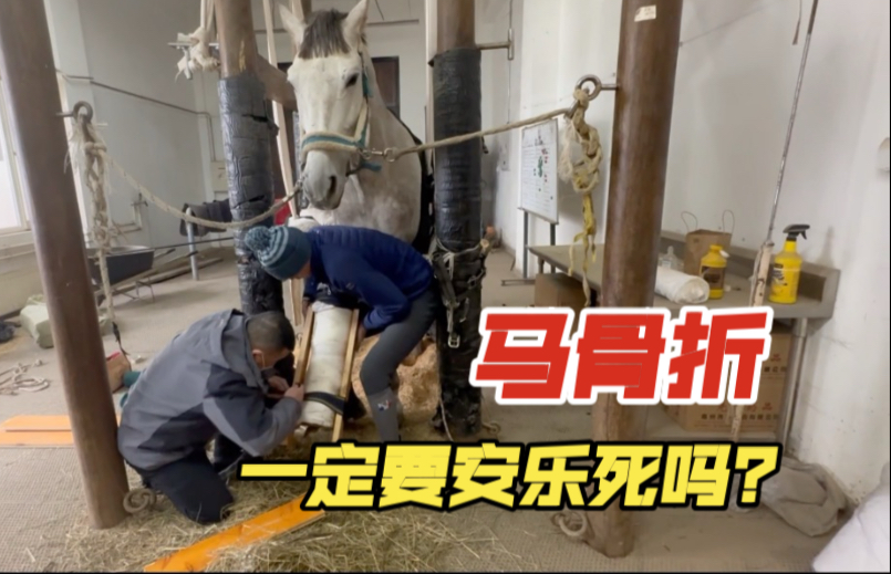 马骨折可一定要安乐死吗?