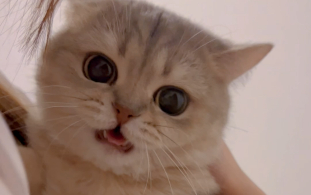 最会撒娇的小猫咪非你莫属!