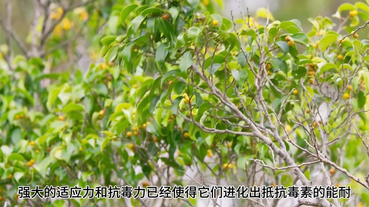 221353.椋鸟泛滥成灾,原来是动物界的制毒大师