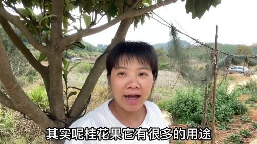 10年的桂花树终于结果了,它的用途原来这么多,我也是才知道