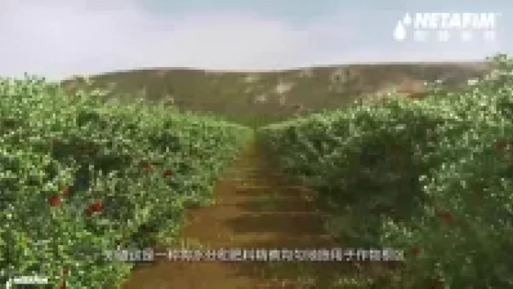 你为什么需要具备压力补偿功能的滴灌管?