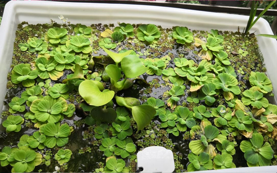 关于龟缸用水以及换水频率的问题